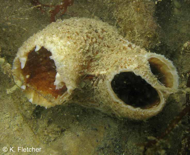 Aberrations-Mutations-Twins